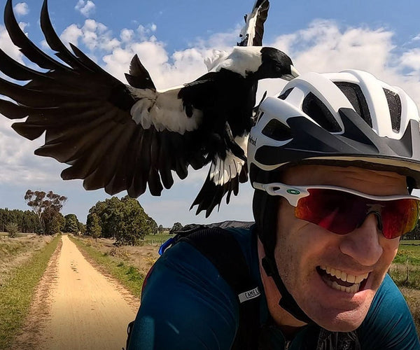 Why Magpies Attack – The Truth Behind the Swoop – Majella's Pet Store